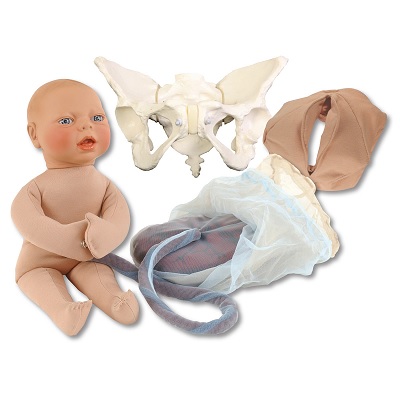 Childbirth Graphics-Deluxe set: baarmoeder, baby en bekken | 4-delig ...